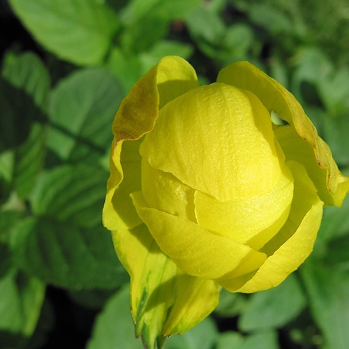 Globe flower store